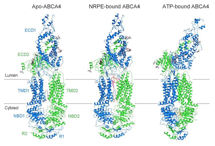 南科大龚欣课题组揭示视觉系统关键脂质转运蛋白ABCA4的底物识别和转运机制 —中国教育在线